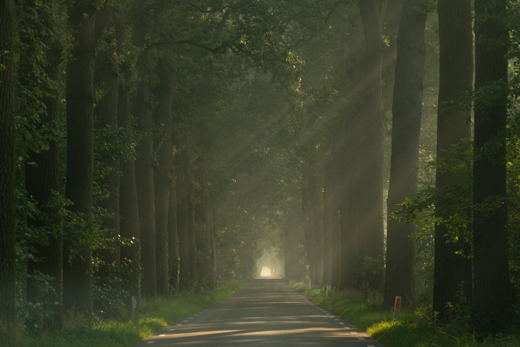 Magical Forests by Albert Dros. How to shoot and edit forest images