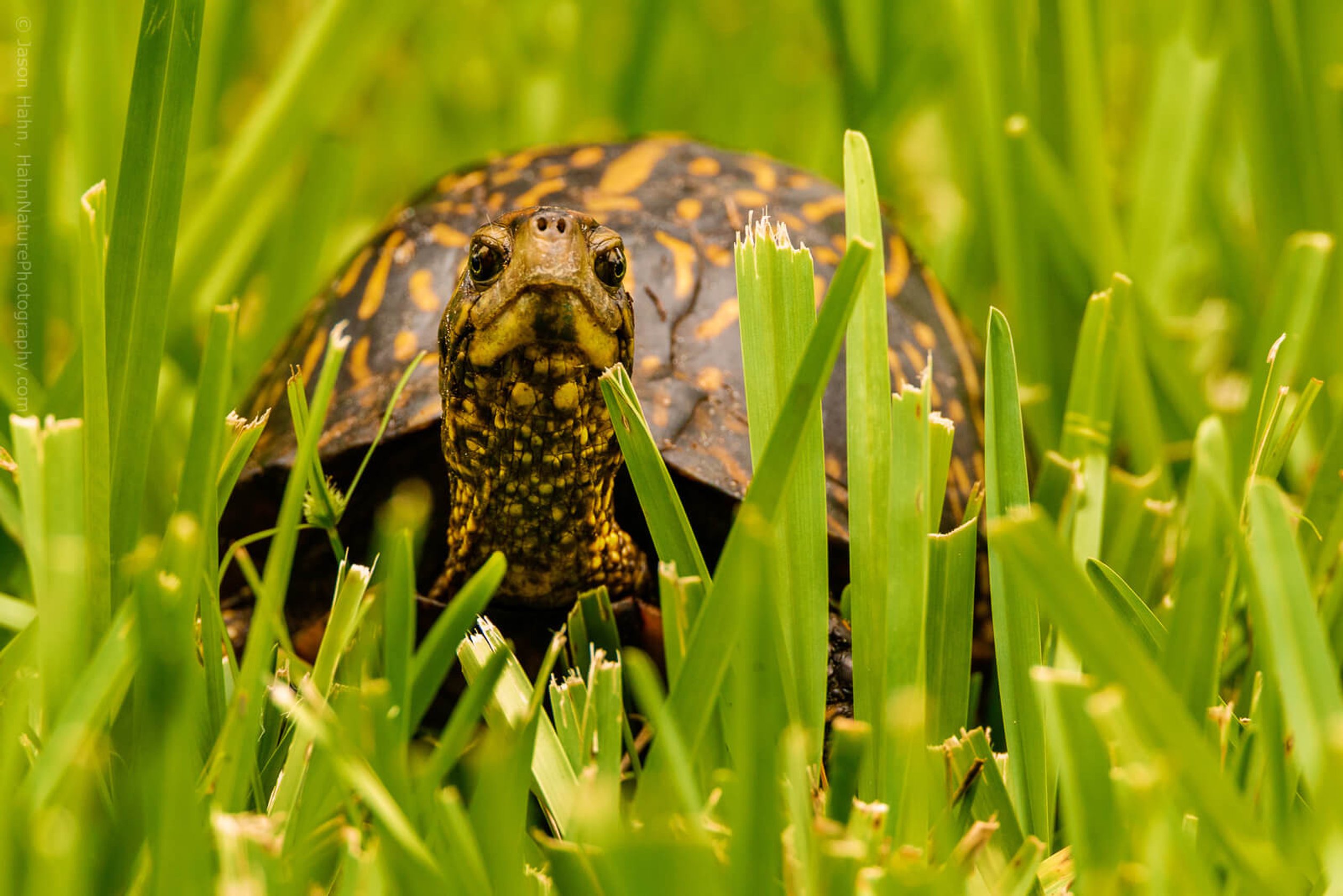 Wildlife Photography: Full Guide to Taking the Best Photos of Animals