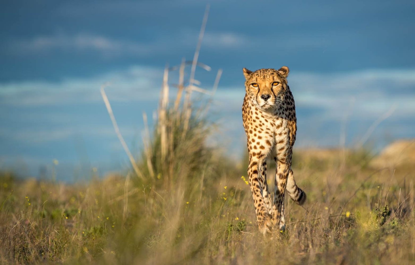 Wildlife Photography: Full Guide to Taking the Best Photos of Animals