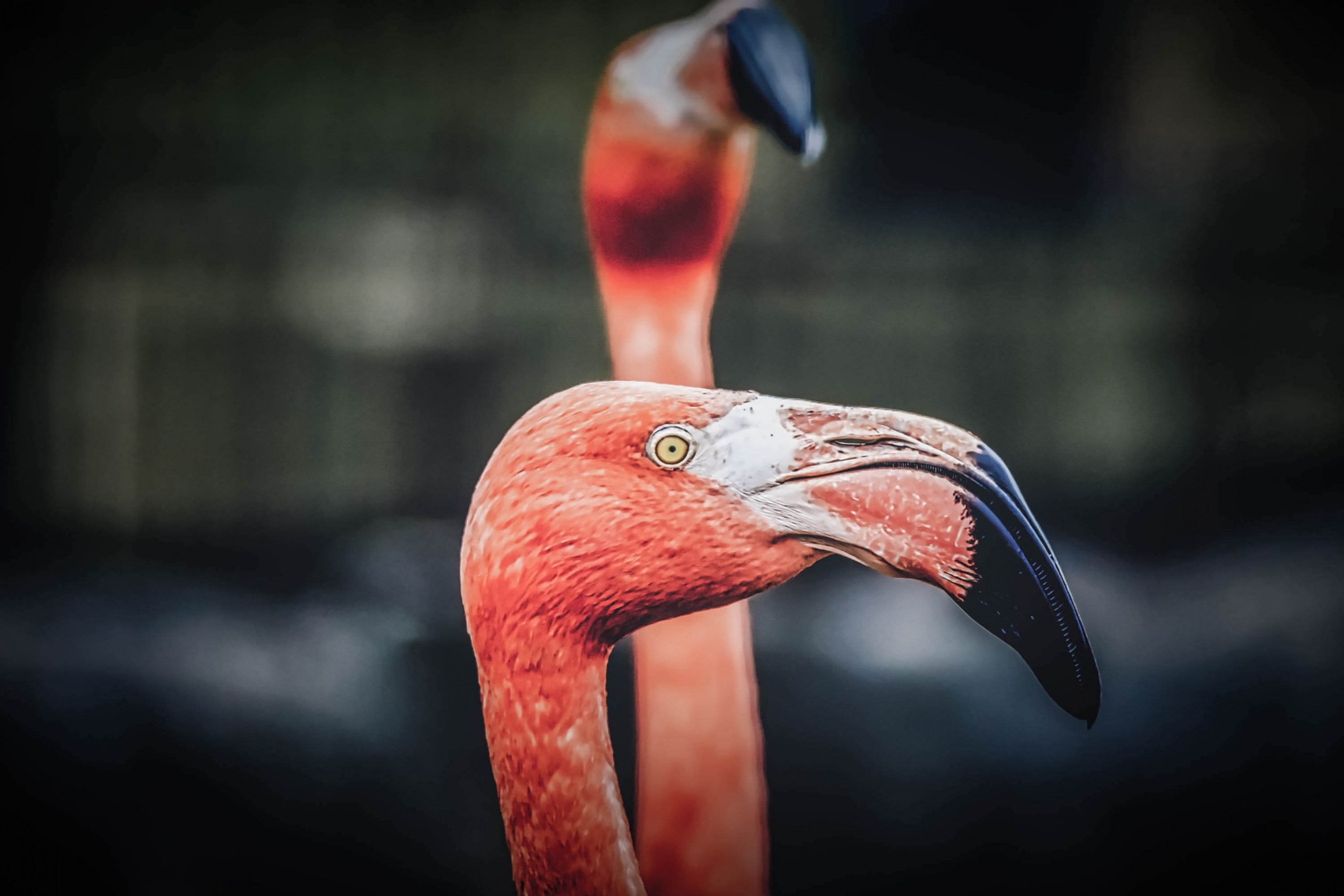 Wildlife Photography: Full Guide to Taking the Best Photos of Animals