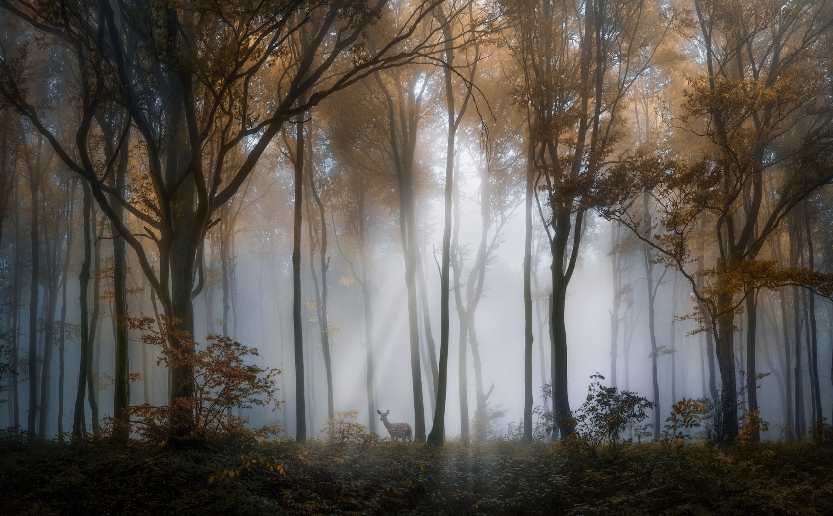 Foggy Photography: How To Capture Misty Landscapes | Skylum Blog