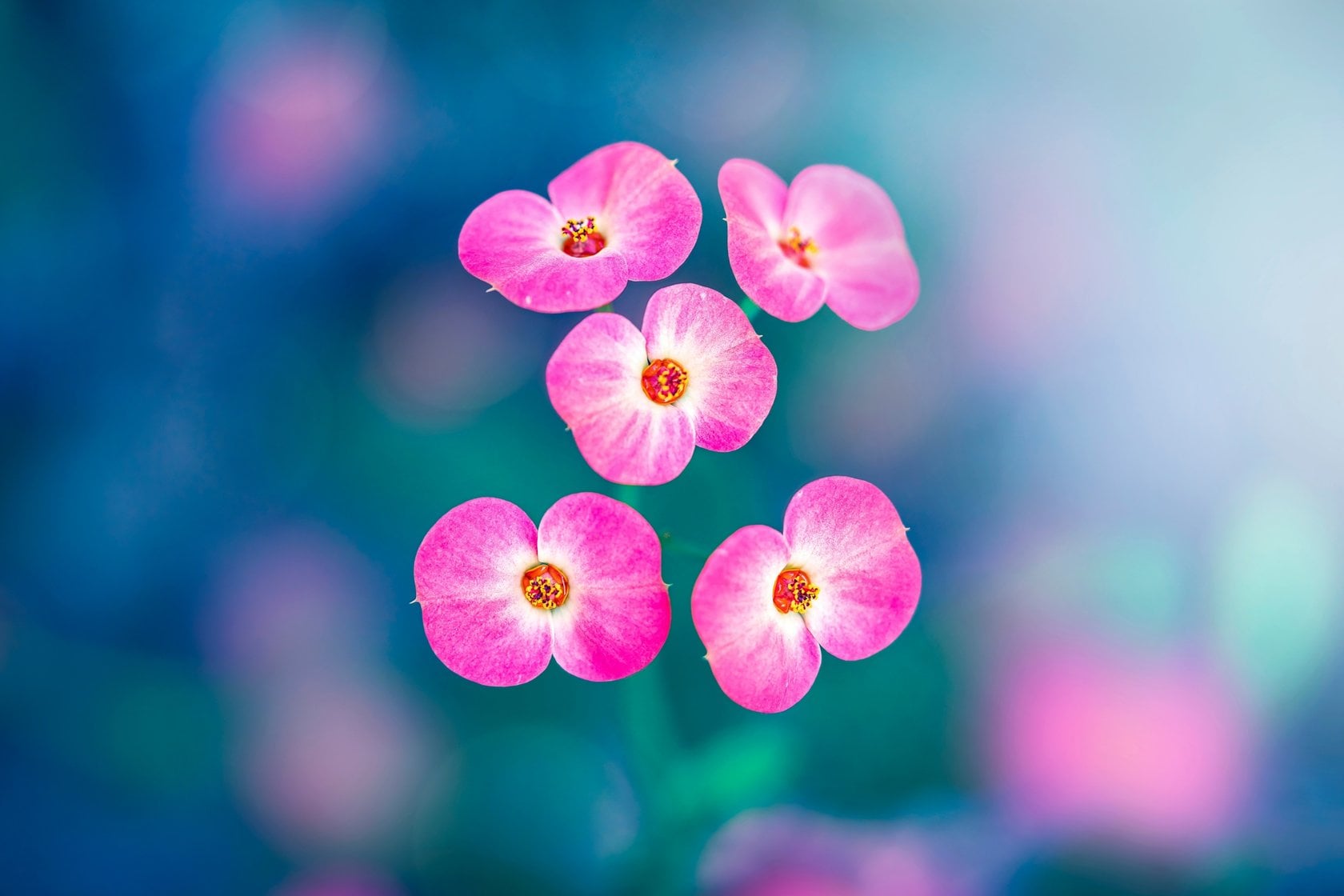 Soft Focus Shots: The Art of Blurring the Lines I Skylum Blog | Skylum Blog