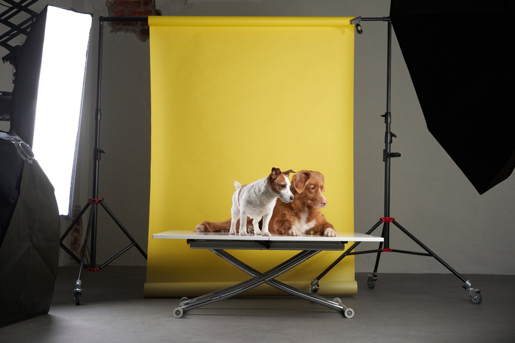 Photographing Pets: Capturing Unforgettable Moments