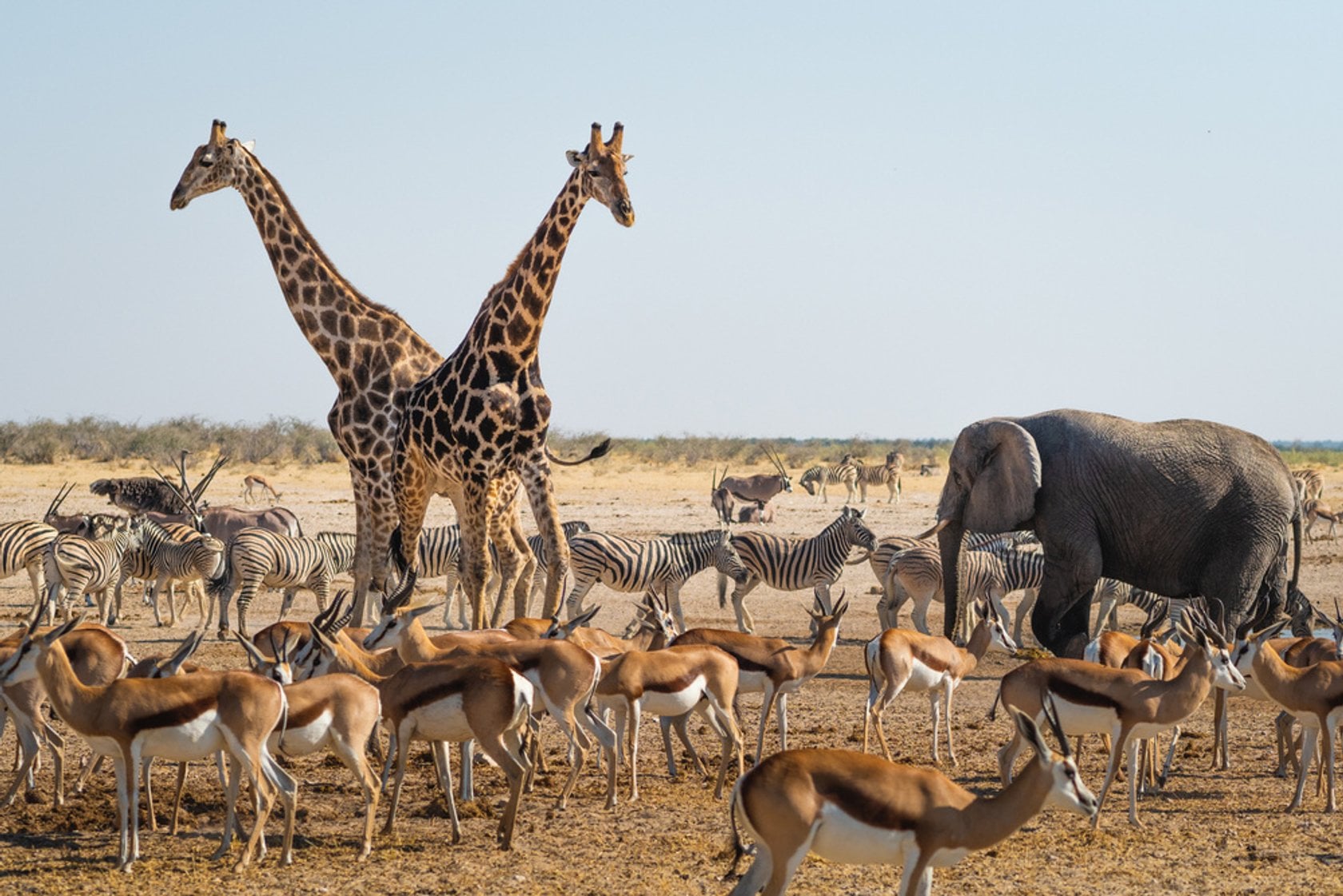 Photo Safari In Africa: Essence Of Untamed Beauty | Skylum Blog