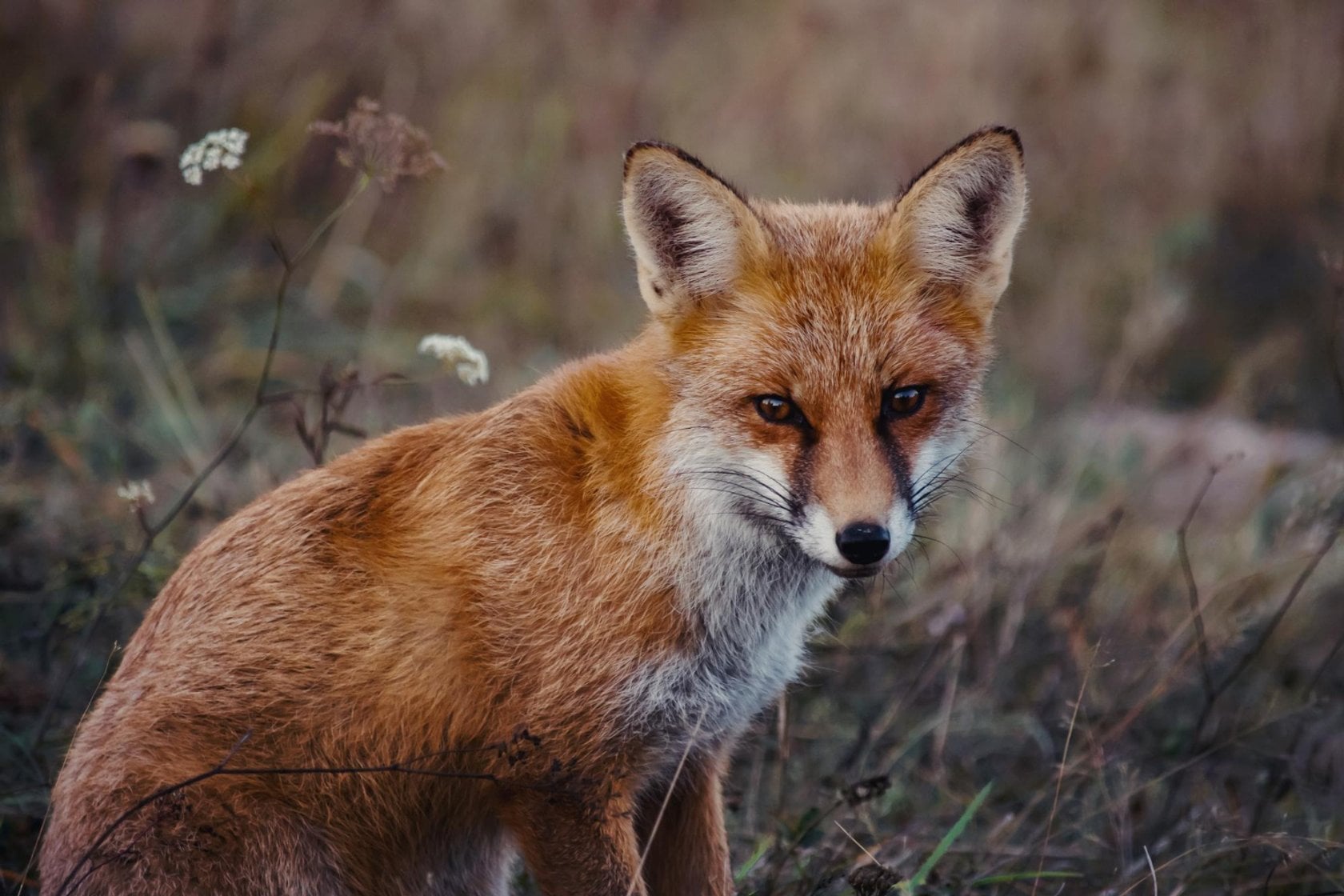 Foxes Photography: How to Capture Their Magic | Skylum Blog
