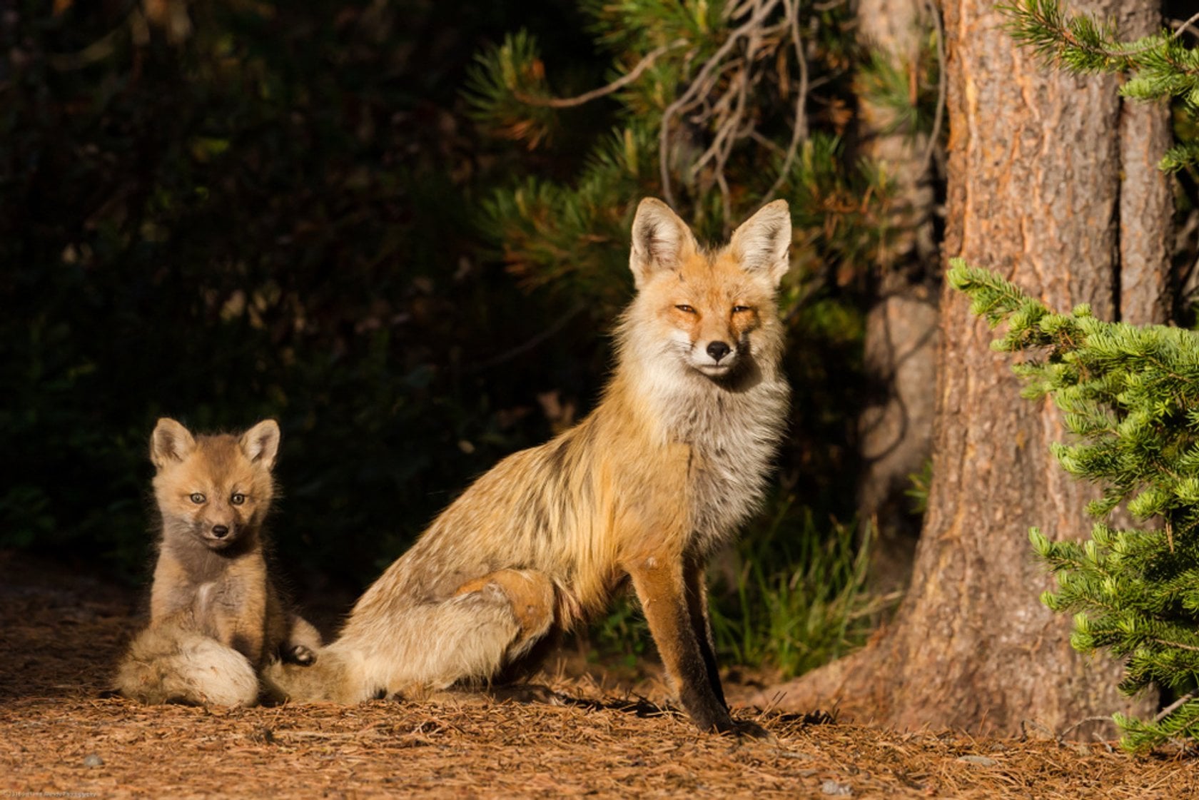 Foxes Photography: How to Capture Their Magic | Skylum Blog