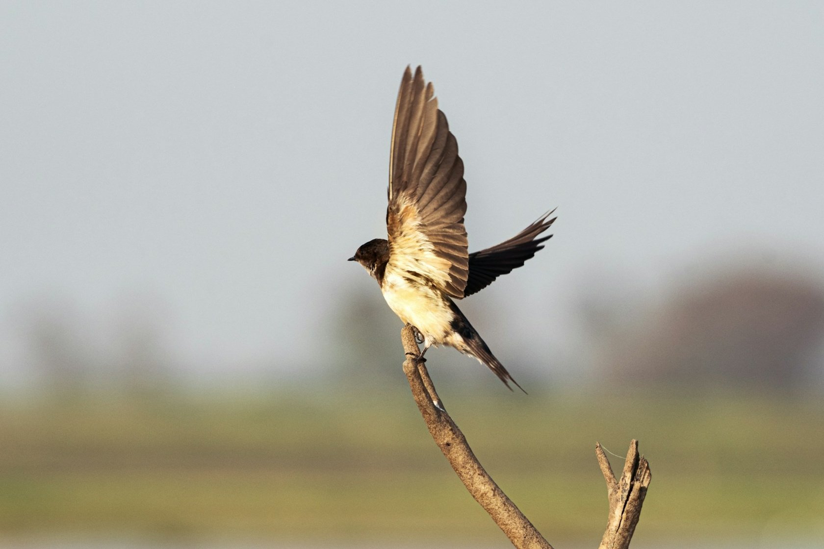 How To Photograph Birds: Techniques For Every Photographer | Skylum Blog