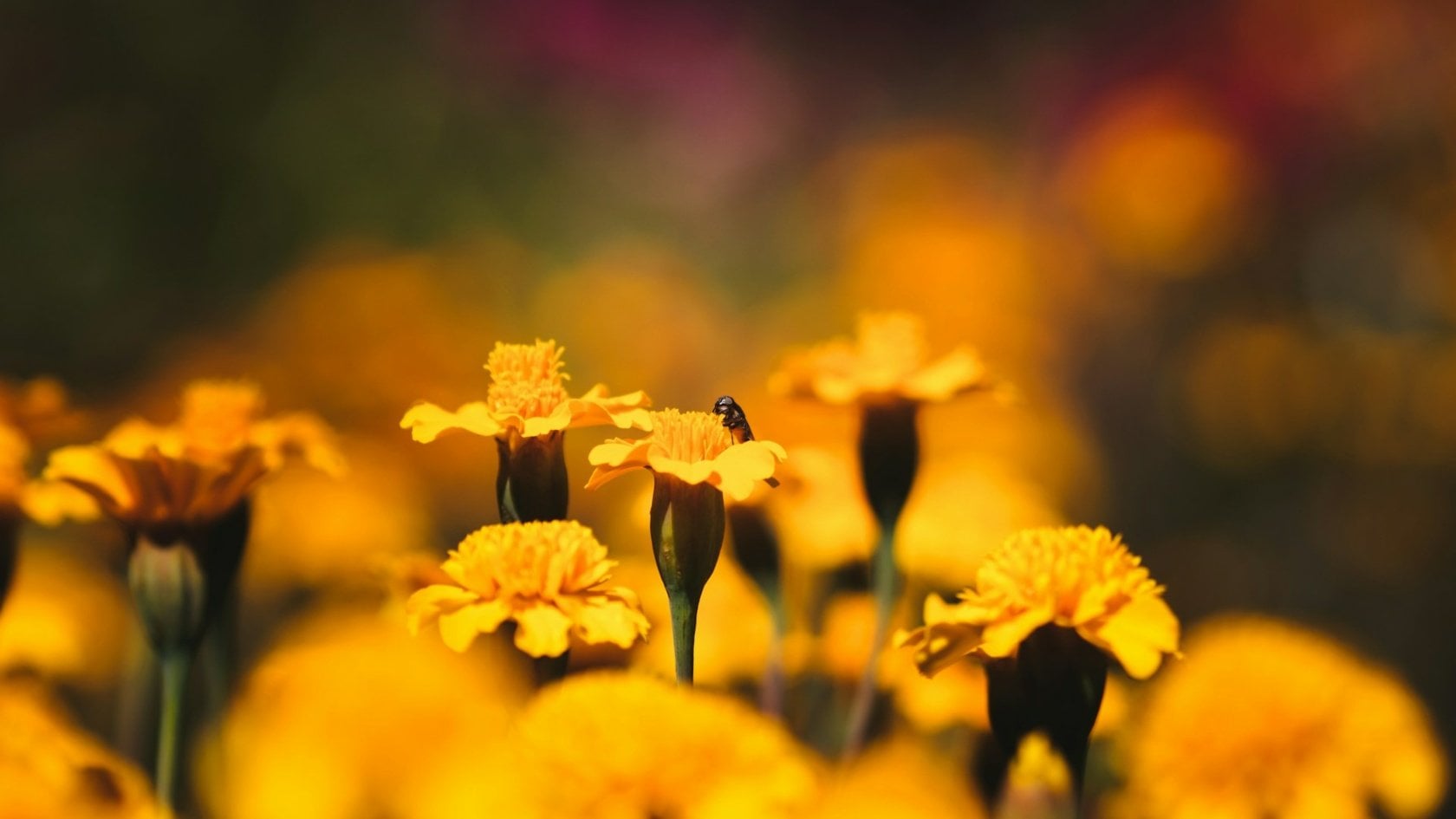 How To Get A Shallow Depth Of Field In Photos | Skylum Blog