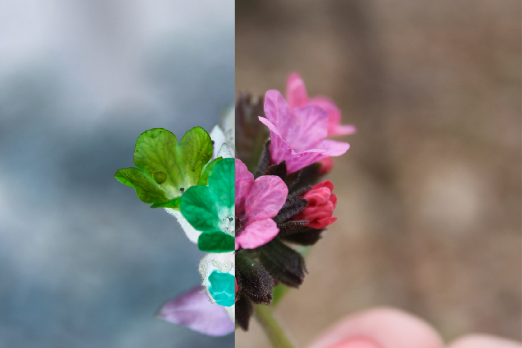 How To Invert Colors On A Photo: Precise Guide | Skylum How-to