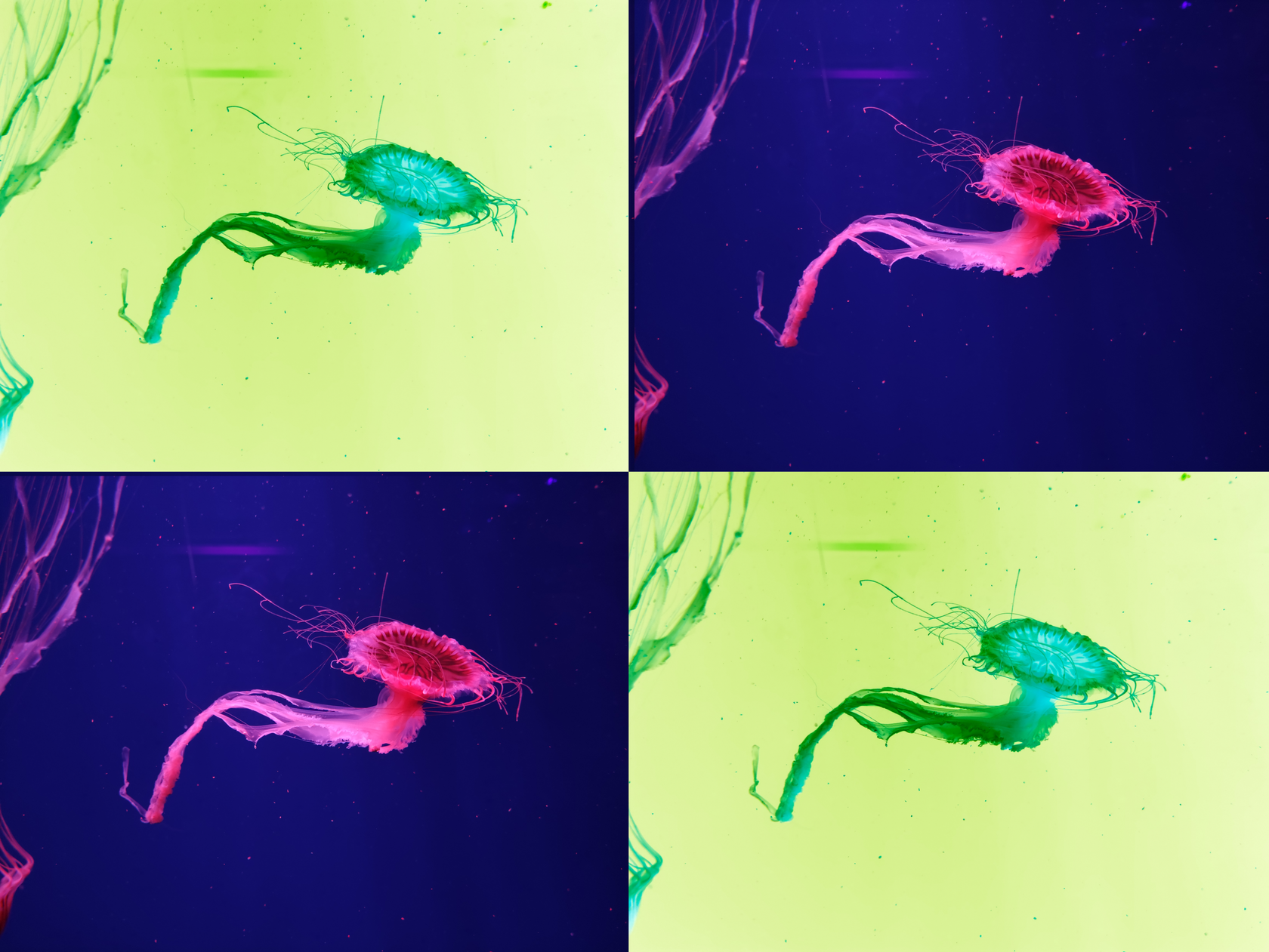 How To Invert Colors On A Photo: Precise Guide | Skylum How-to