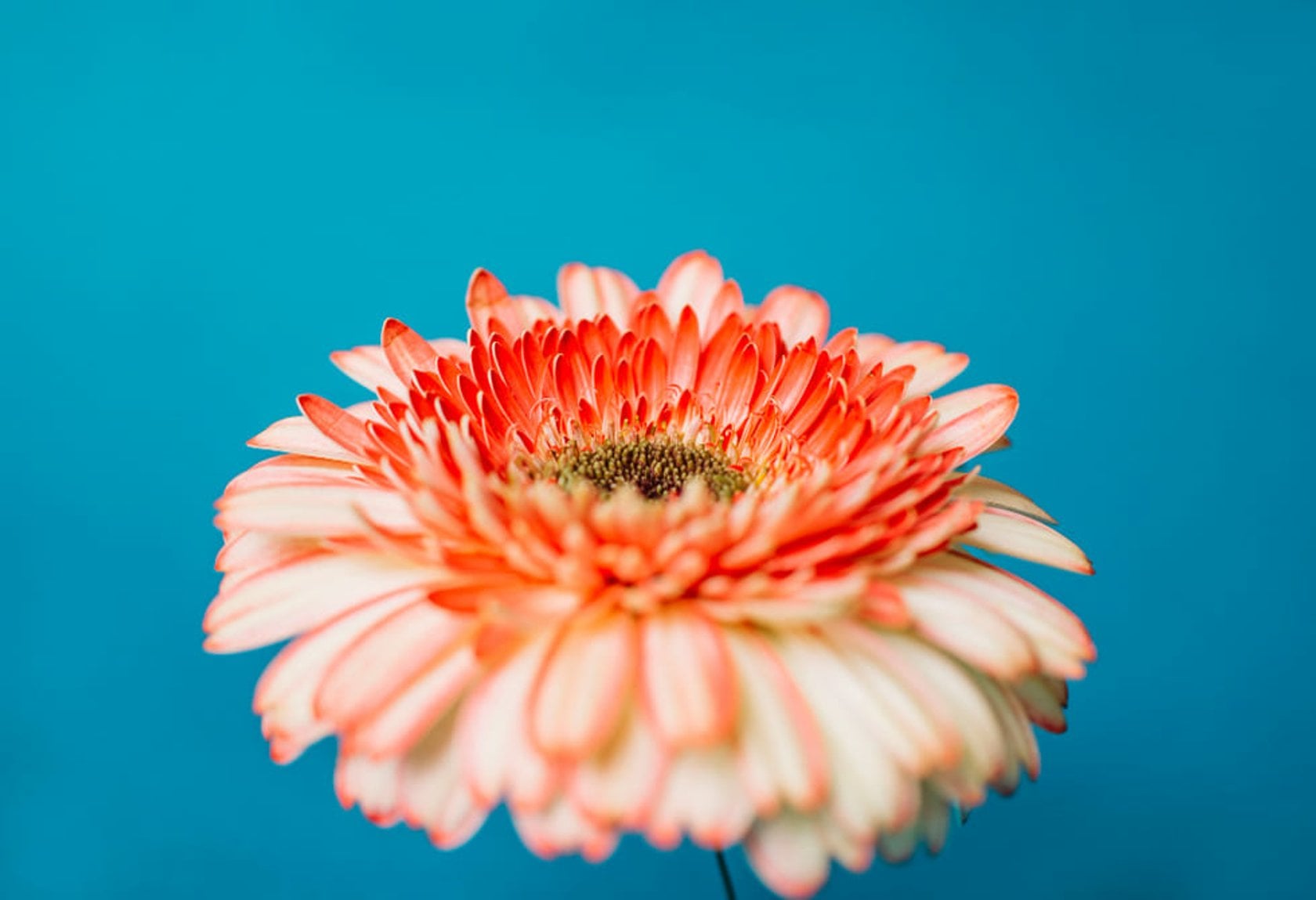 Flower Arrangement Photography To Bloom Your Business | Skylum Blog