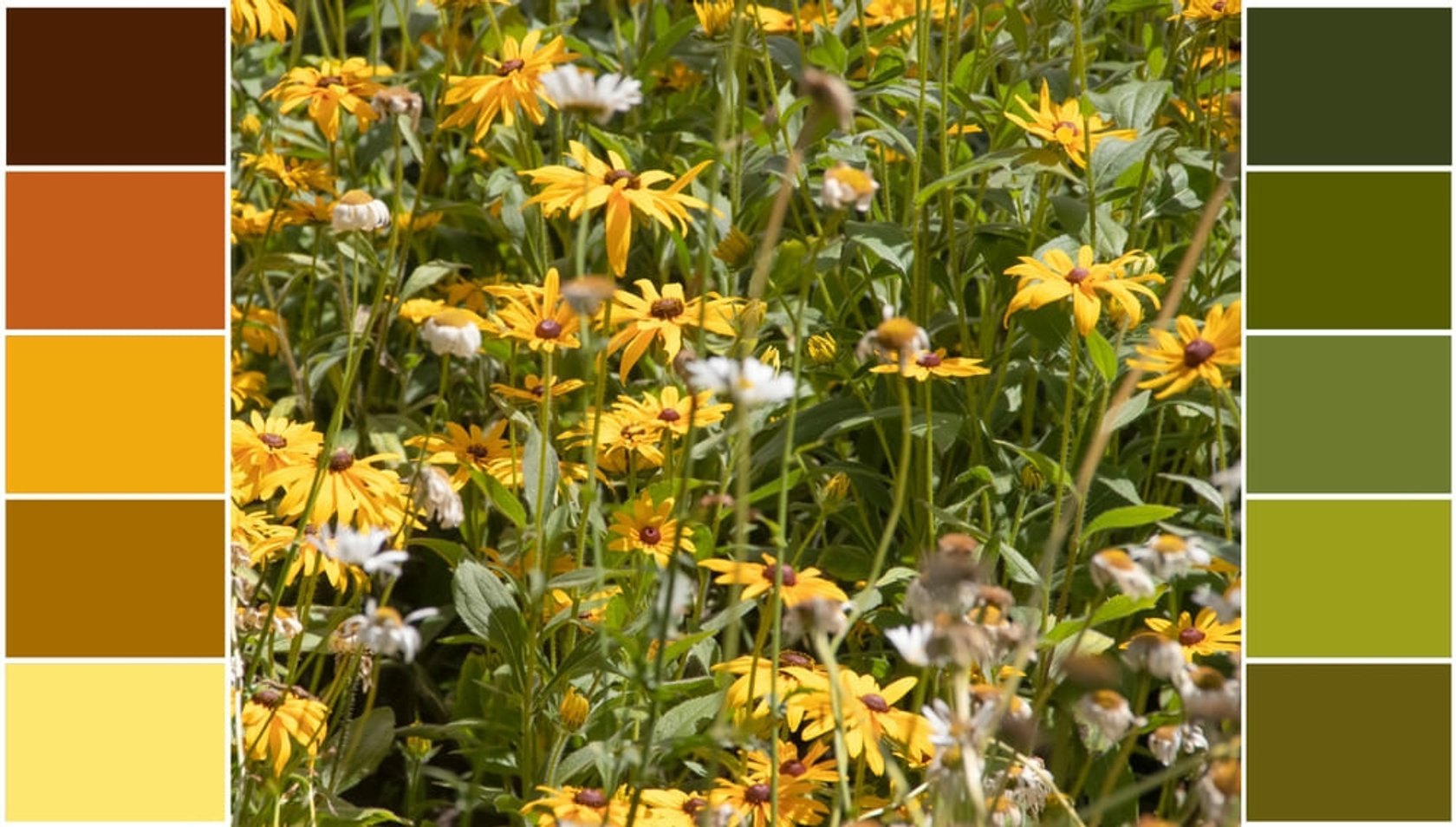 What Are Analogous Colors? Schemes & Harmony Hacks | Skylum Blog