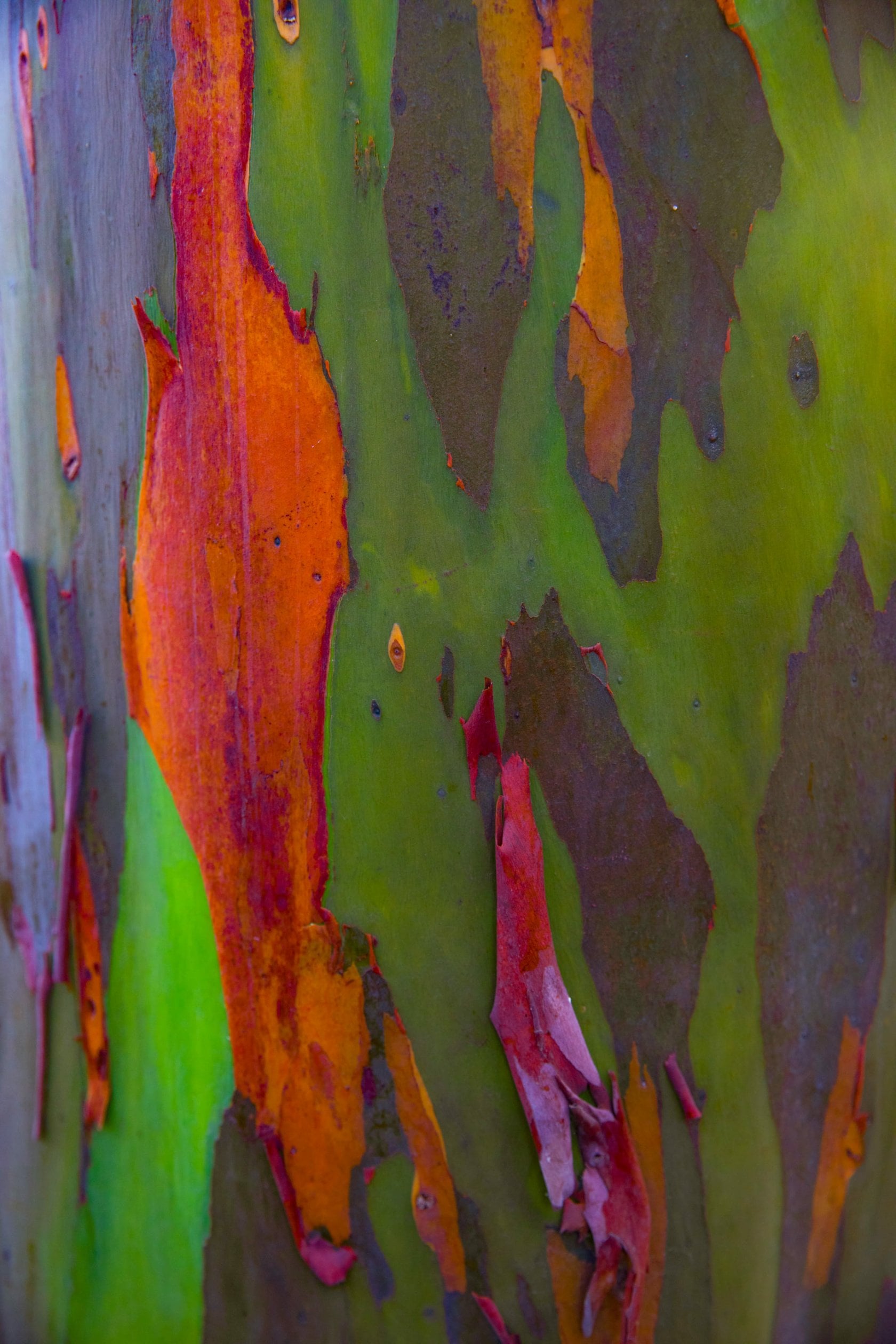 DIY Photo Backdrop Ideas: 30 Easy And Cheap Options | Skylum Blog