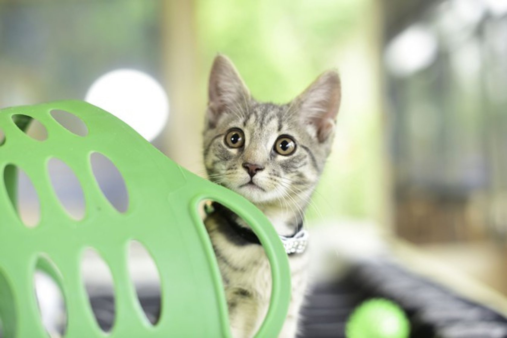 Your Photo Inspiration Cats Vs Dogs your-photo-inspiration-cats-vs-dogs