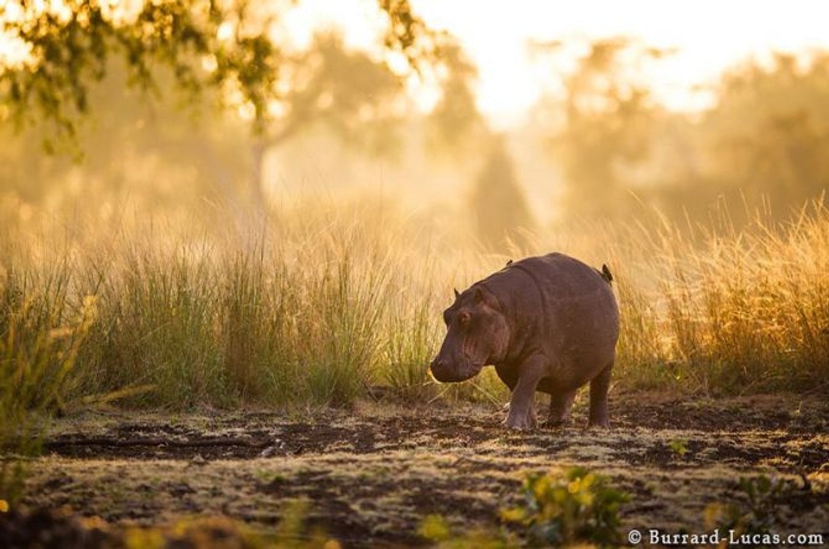 20 Amazing Photos from the Wild Life | Skylum Blog