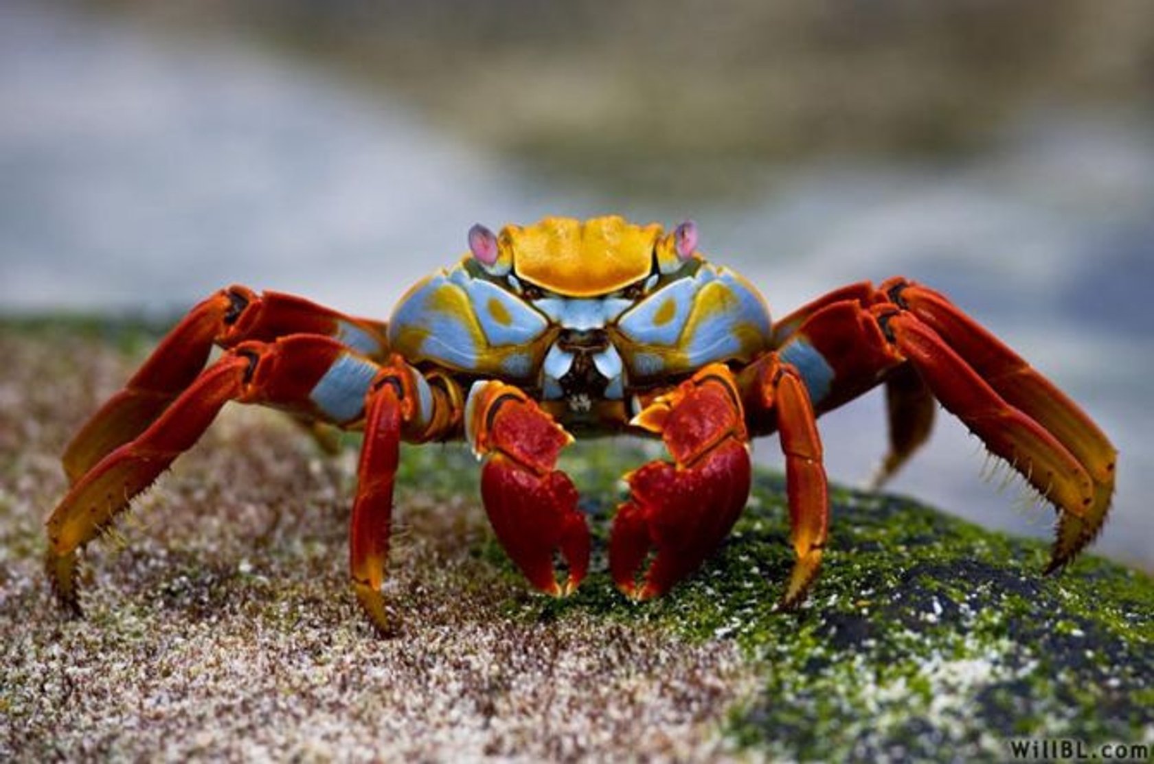 20 Amazing Photos from the Wild Life | Skylum Blog