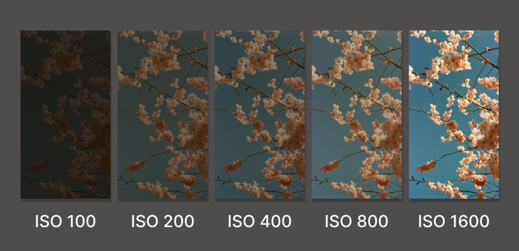 ISO : What is it? - Skylum Glossary