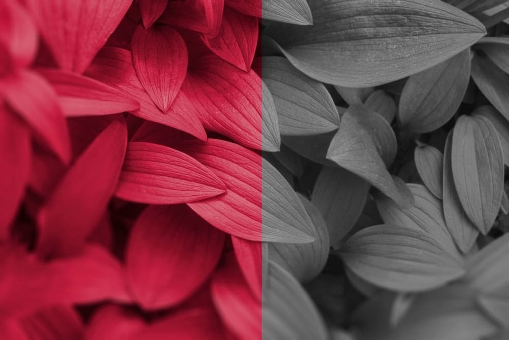 Monochrome: What is it? - Skylum Glossary