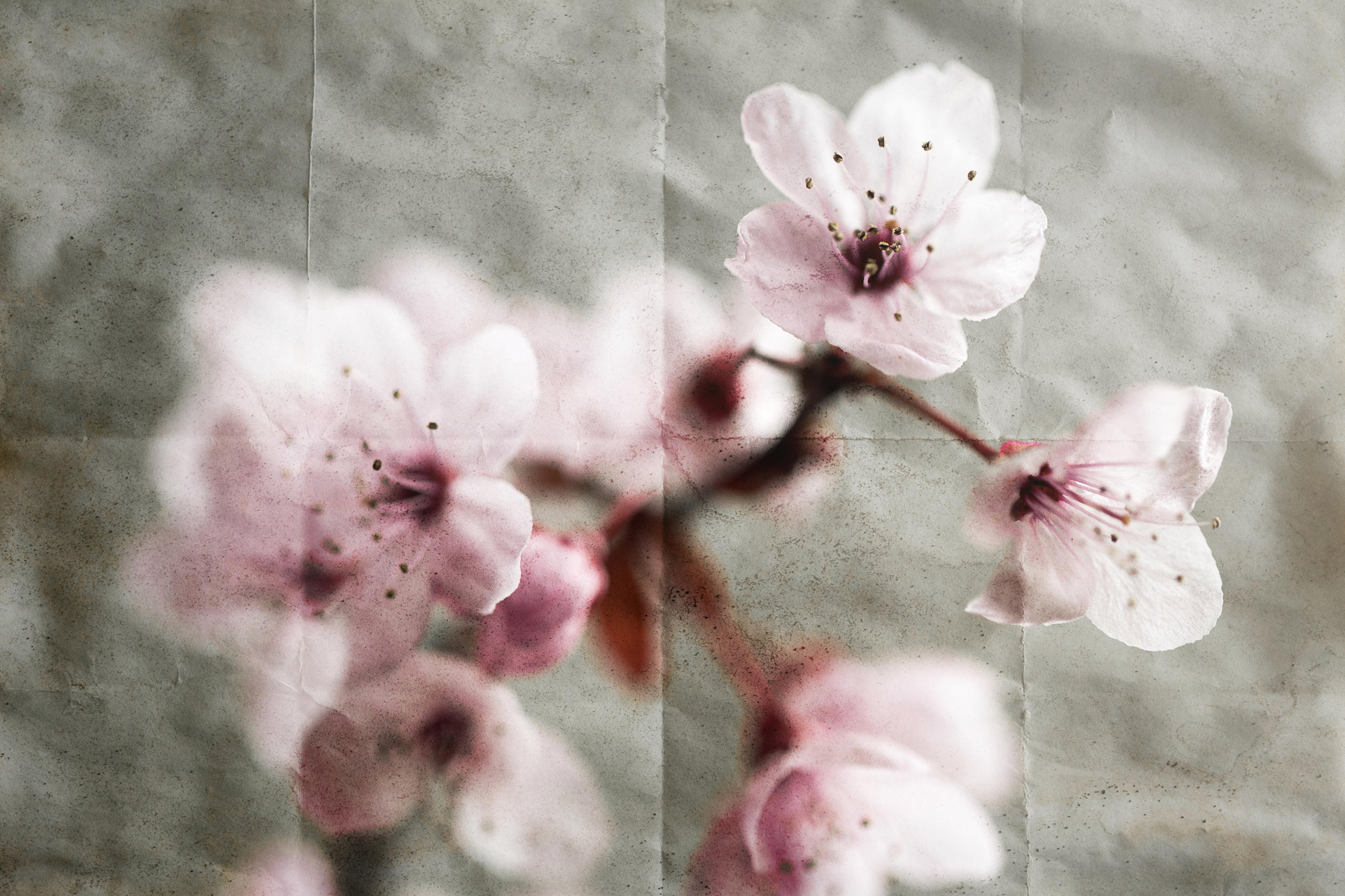 Parchment Paper Overlays