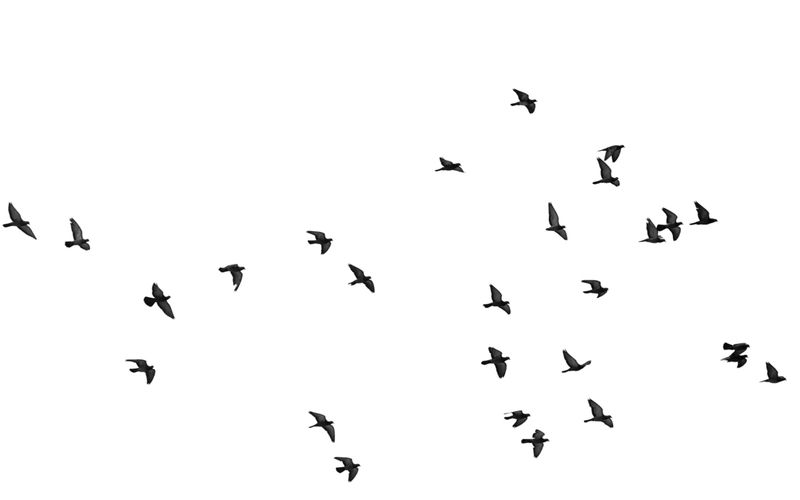 Lovely Bird Overlays