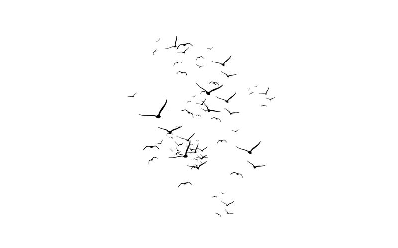 Lovely Bird Overlays