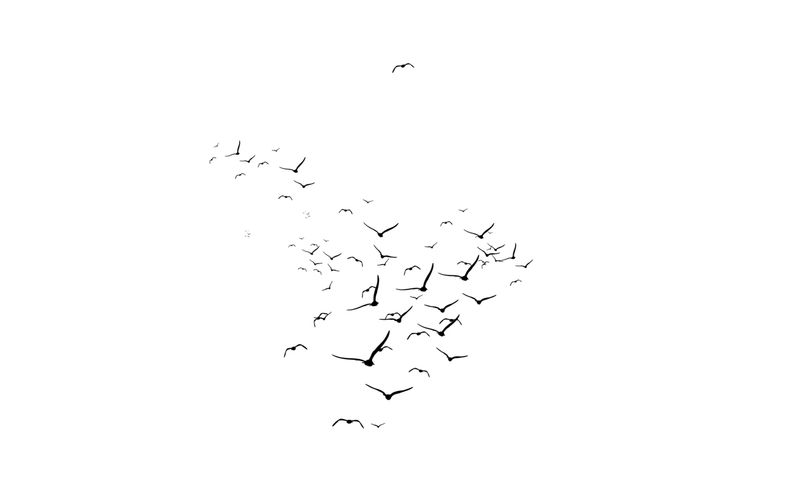 Lovely Bird Overlays