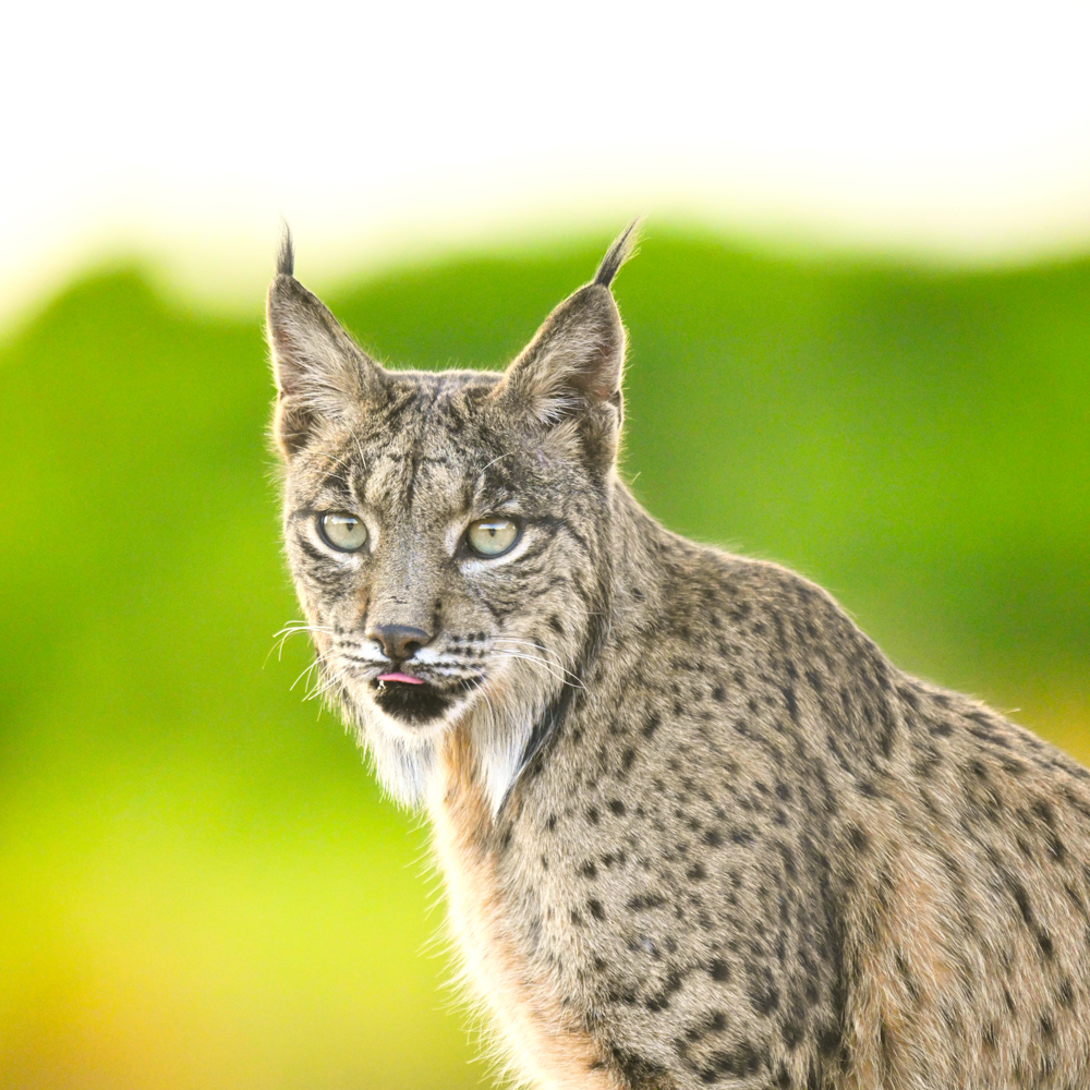 Animal Realm Presets