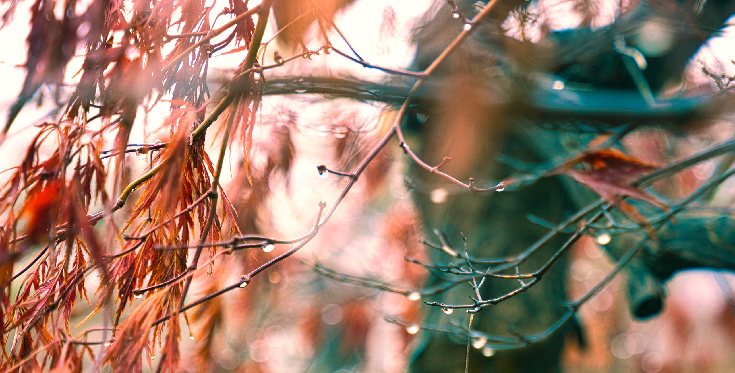 Electric Elegance Presets for Luminar | Marketplace