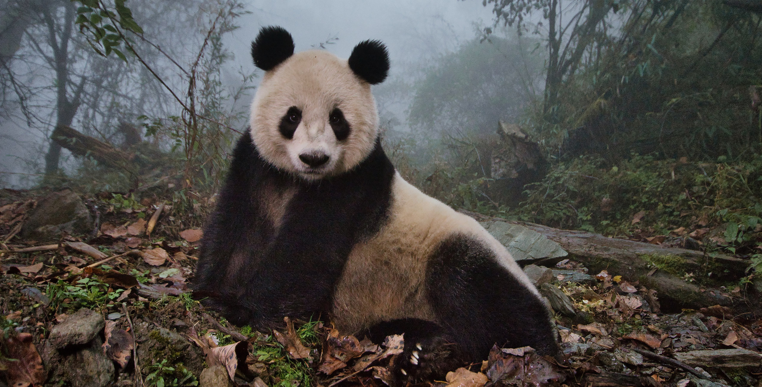 Ami Vitale photographer | Luminar Marketplace