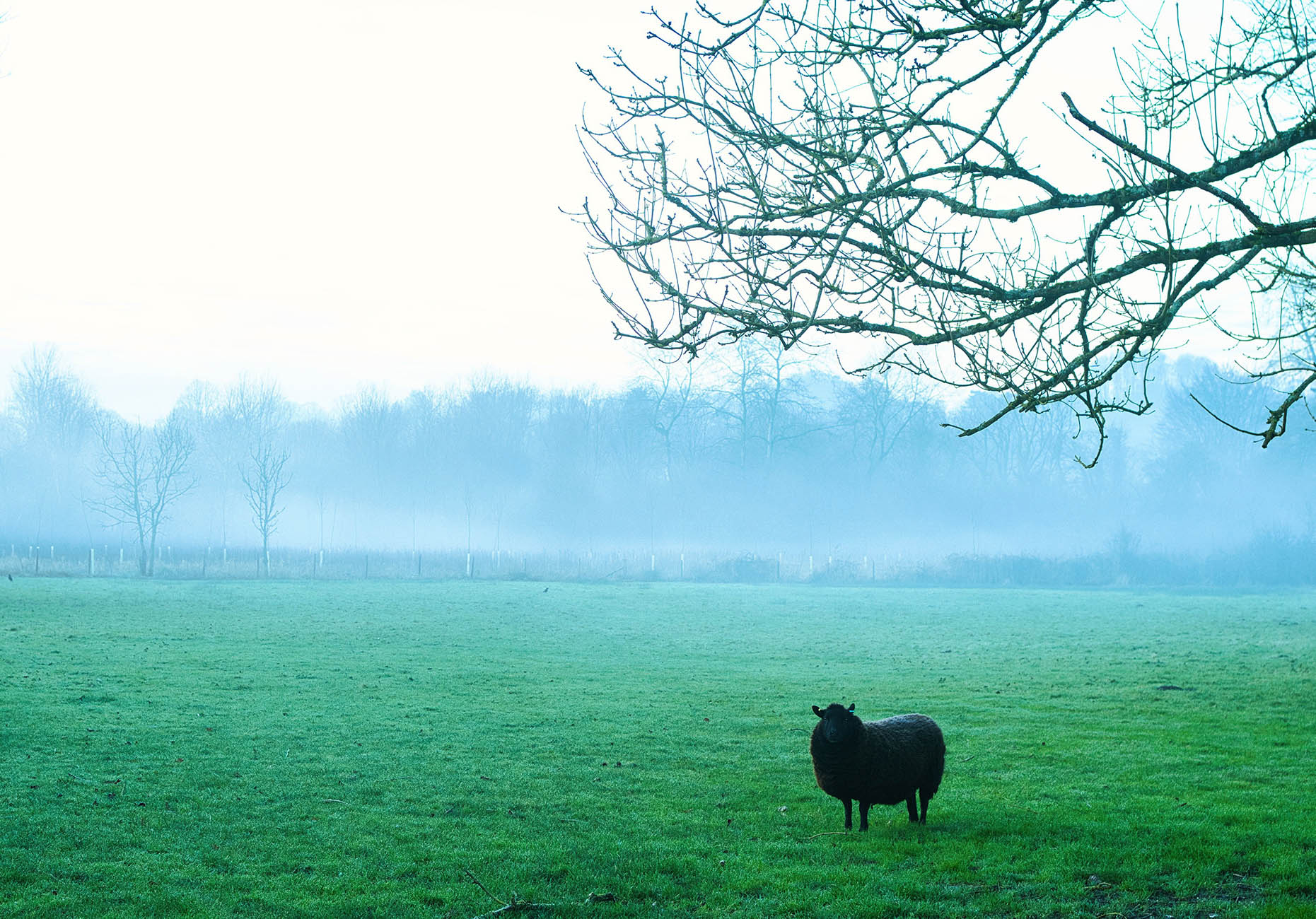 Electric Elegance Presets for Luminar | Marketplace