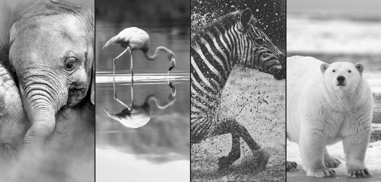 Amazing Animals Complete Bundle is a photo enhancement asset for Luminar