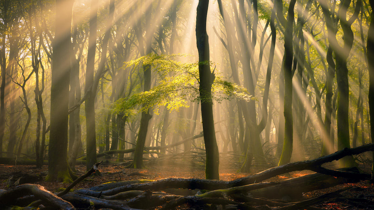 Albert Dros photographer | Luminar Marketplace