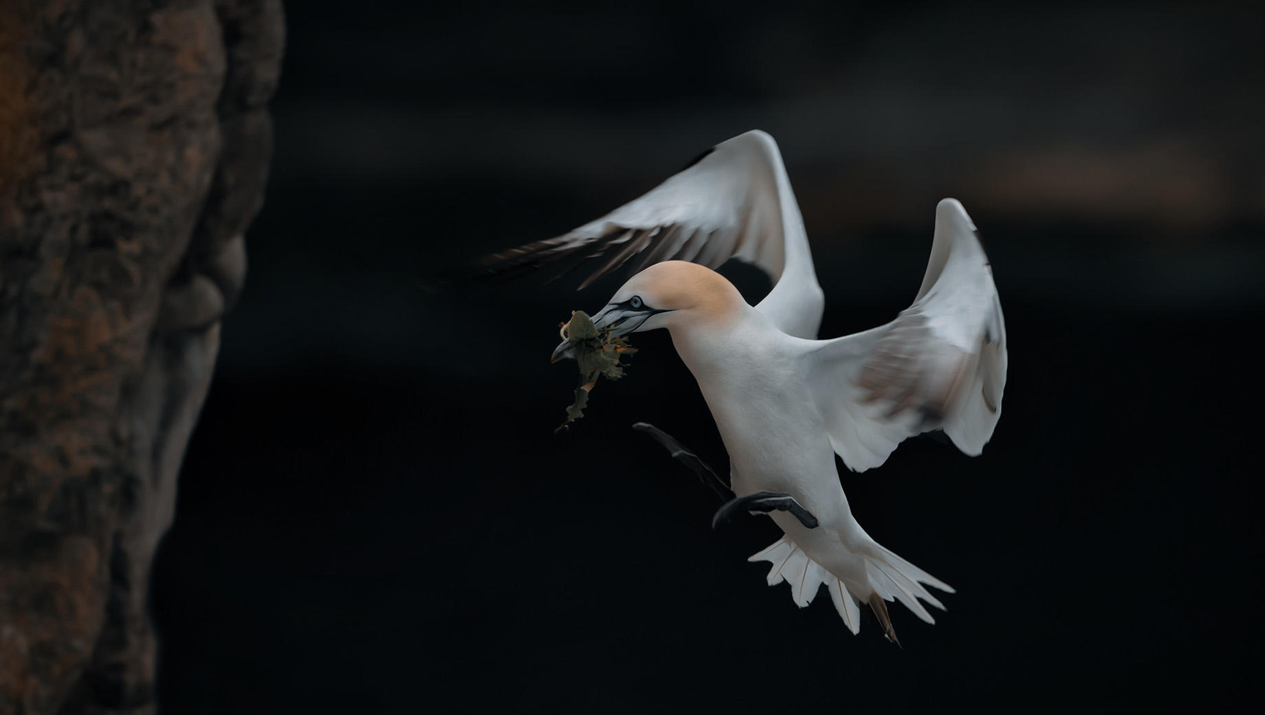 Animals In Motion | Luminar Marketplace